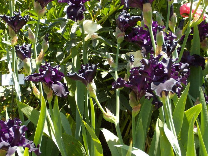 Photo of the bloom of Tall Bearded Iris (Iris 'Raven Girl') posted by ...