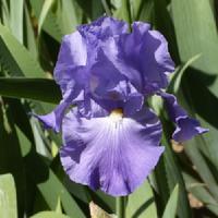 Photo of the bloom of Tall Bearded Iris (Iris 'Fall Rerun') posted by ...