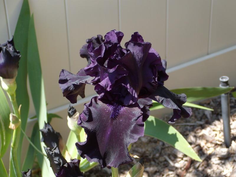 Photo of the bloom of Tall Bearded Iris (Iris 'Hello Darkness') posted ...