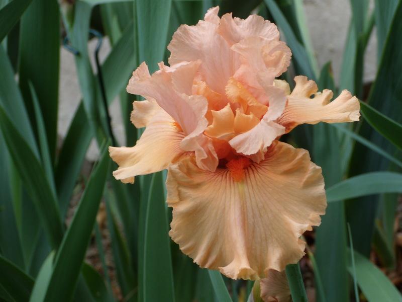 Photo of the bloom of Tall Bearded Iris (Iris 'Coral Splendor') posted ...