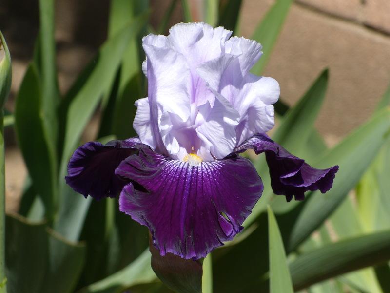 Photo of the bloom of Tall Bearded Iris (Iris 'Royal Storm') posted by ...