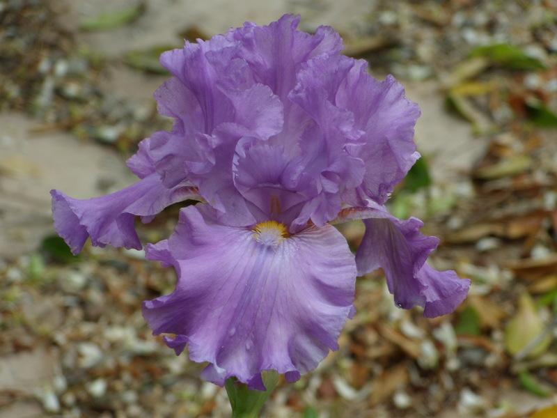 Tall Bearded Iris (Iris 'Ruffled Goddess') in the Irises Database ...