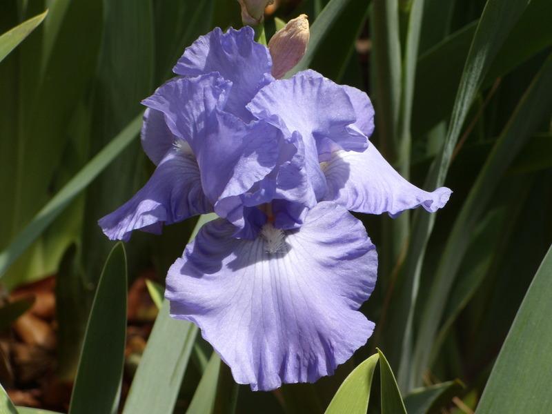 Photo of the bloom of Tall Bearded Iris (Iris 'After the Storm') posted ...