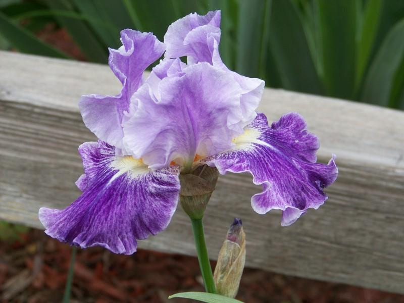 Photo of the bloom of Tall Bearded Iris (Iris 'Fancy Dress') posted by ...