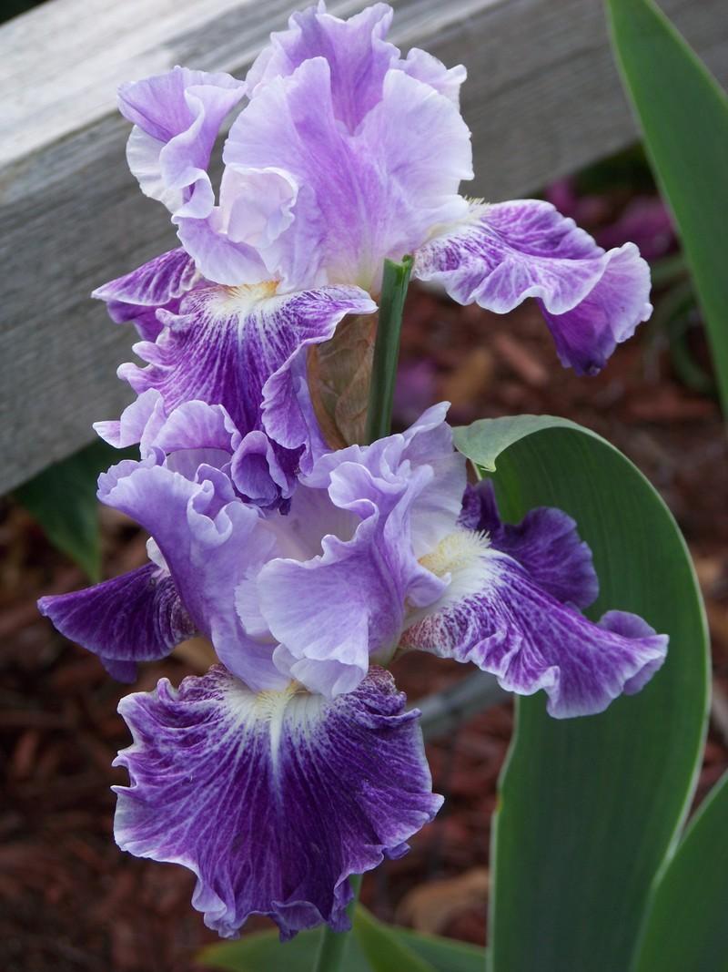 Photo of the bloom of Tall Bearded Iris (Iris 'Fancy Dress') posted by ...