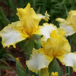 Tall Bearded Iris (Iris 'Sunray Reflection') in the Irises Database - Garden.org