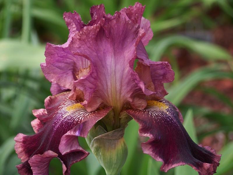 Photo of the bloom of Tall Bearded Iris (Iris 'Scarlet Embers') posted ...