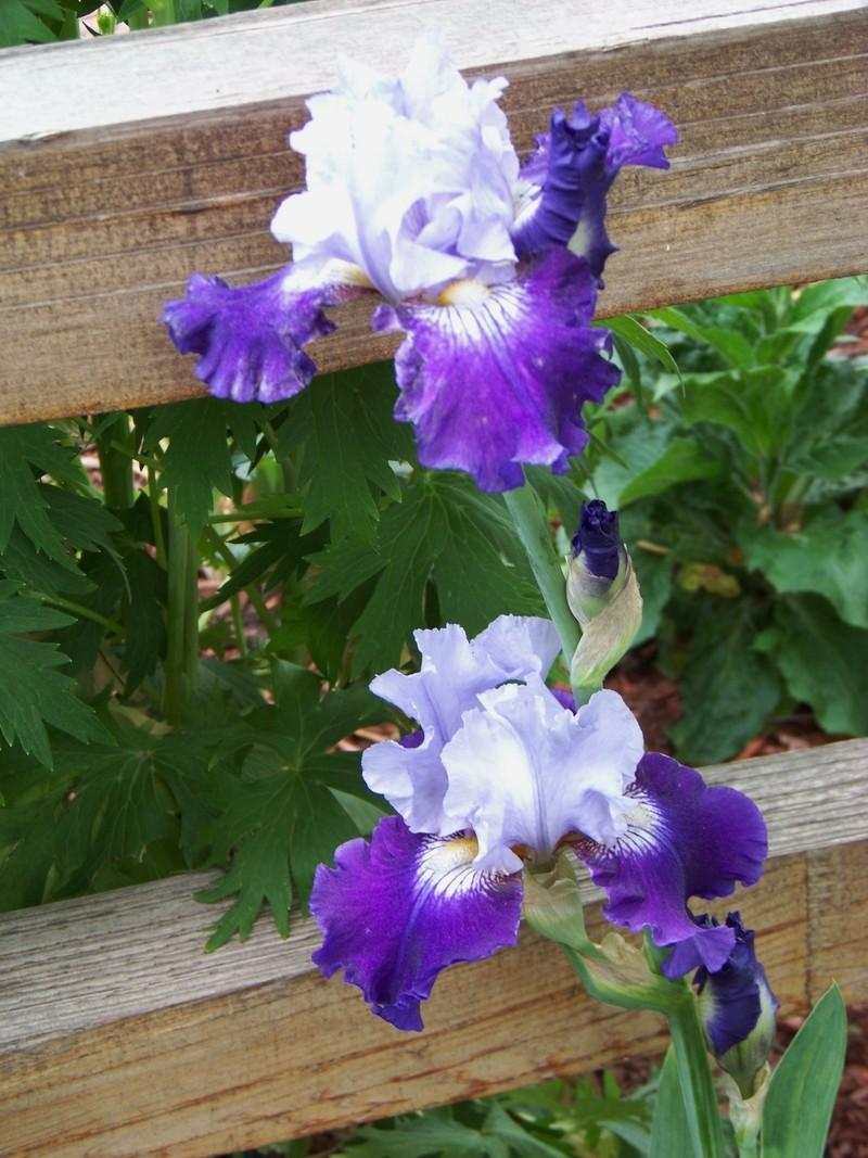 Photo of the bloom of Tall Bearded Iris (Iris 'Corona Star') posted by ...