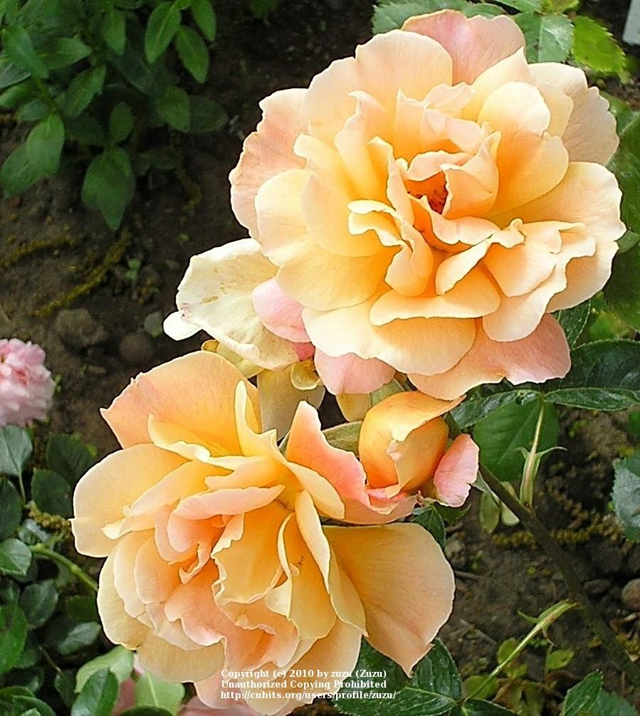 Rose (Rosa 'Southampton') in the Roses Database - Garden.org