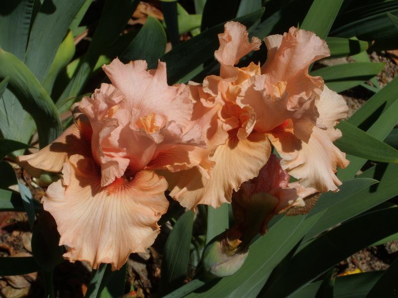 Photo of the bloom of Tall Bearded Iris (Iris 'Coral Splendor') posted ...