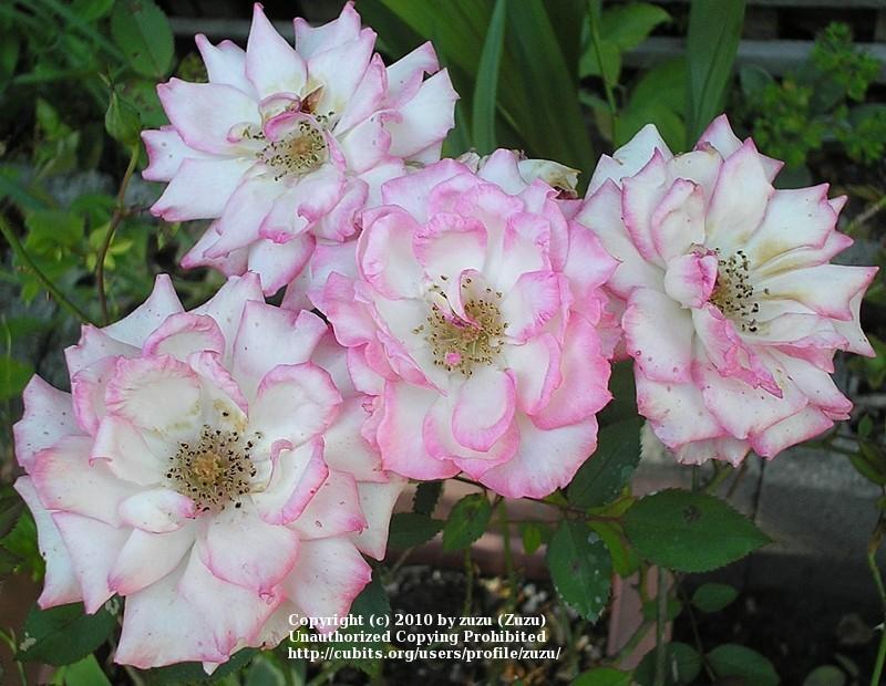 Rose (Rosa 'Sweet Caroline') in the Roses Database - Garden.org