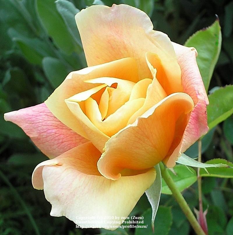 Photo of the bloom of Rose (Rosa 'Sutter's Gold') posted by zuzu ...