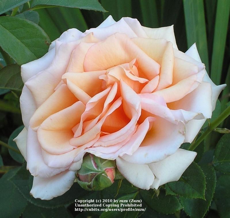 Photo of the bloom of Rose (Rosa 'Sunset Celebration') posted by zuzu ...