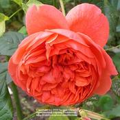 Photo of the bloom of Rose (Rosa 'Summer Song') posted by cliftoncat ...