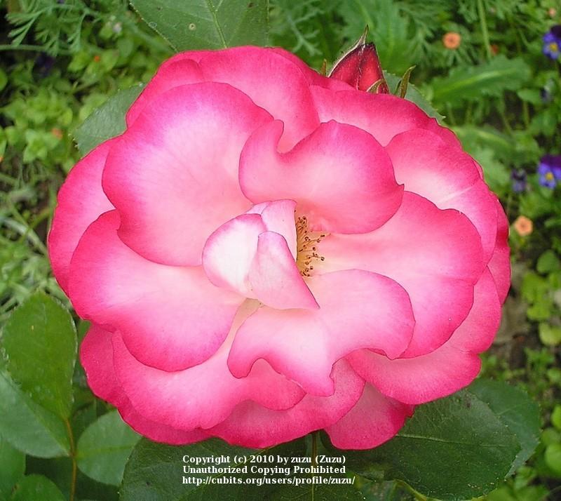 Photo of the bloom of Rose (Rosa 'Tabris') posted by zuzu - Garden.org