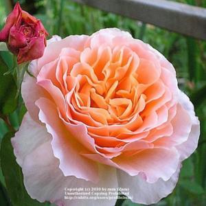 Rose (Rosa 'Tamora') in the Roses Database - Garden.org