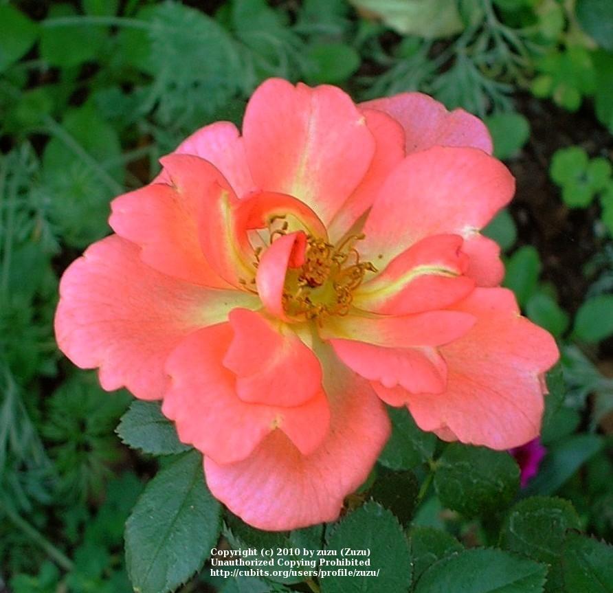 Rose (Rosa 'Tangerine Jewel') in the Roses Database - Garden.org