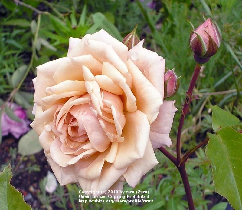 Rose (Rosa 'Tantarra') in the Roses Database - Garden.org