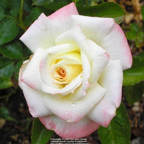 Rose (Rosa 'Terrazza Bella') in the Roses Database - Garden.org