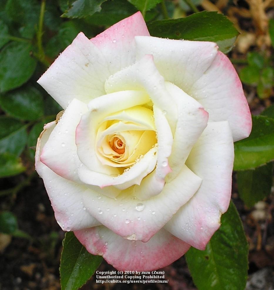 Rose (Rosa 'Terrazza Bella') in the Roses Database - Garden.org