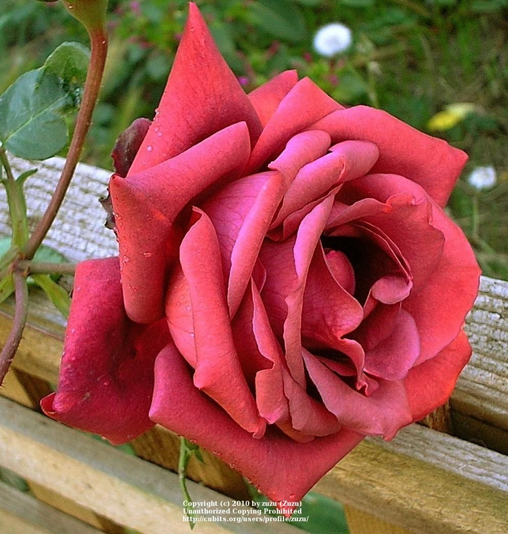 Photo of the bloom of Rose (Rosa 'Terracotta') posted by zuzu - Garden.org