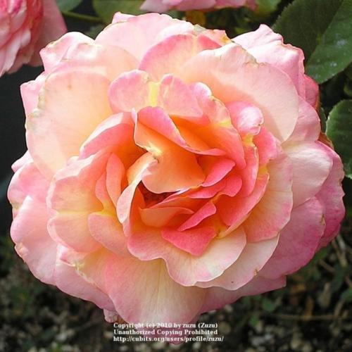 Rose (Rosa 'Terrazza Sunset') in the Roses Database - Garden.org