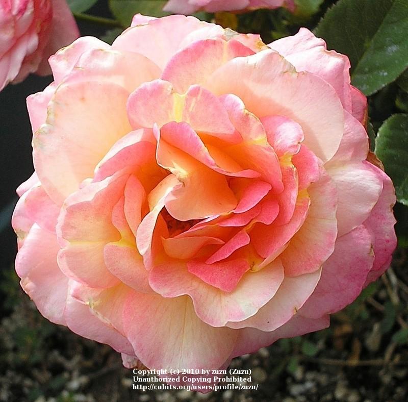 Rose (Rosa 'Terrazza Sunset') in the Roses Database - Garden.org