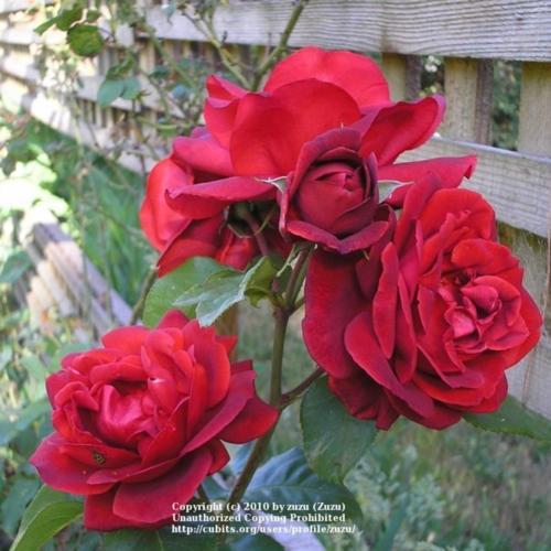 Rose (Rosa 'Terracotta') in the Roses Database - Garden.org