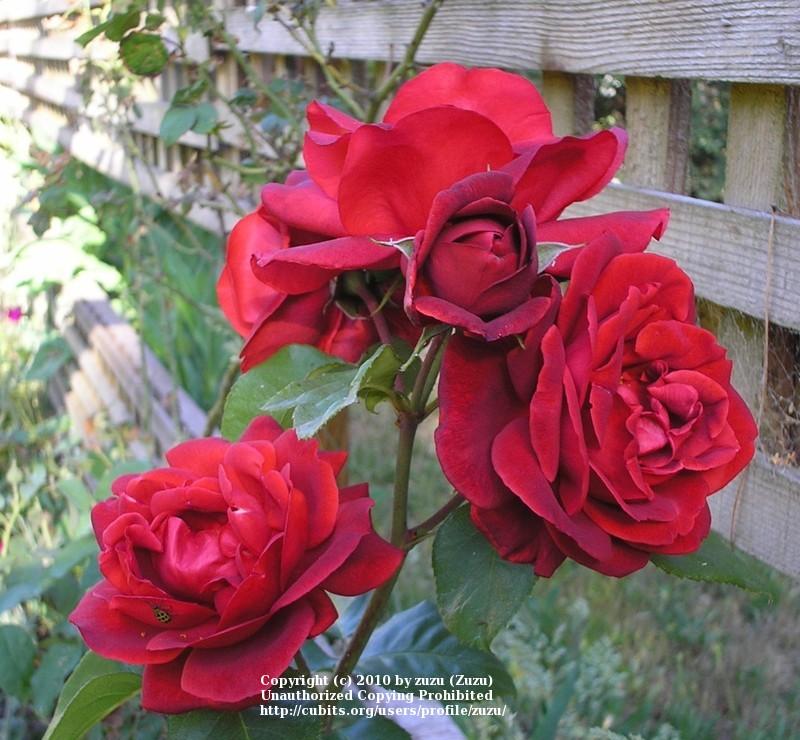 Rose (Rosa 'Terracotta') in the Roses Database - Garden.org