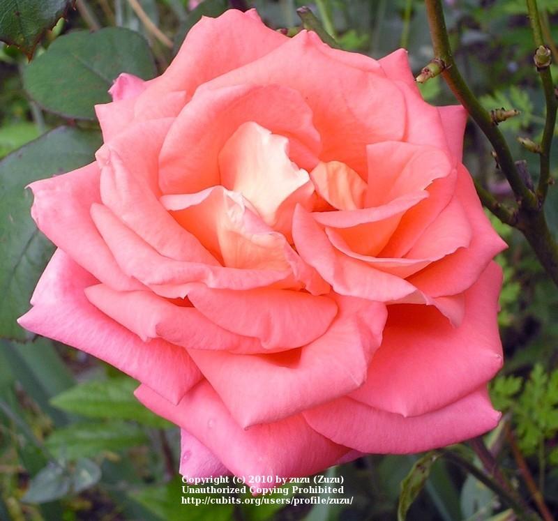 Rose (Rosa 'Touch of Class') in the Roses Database - Garden.org