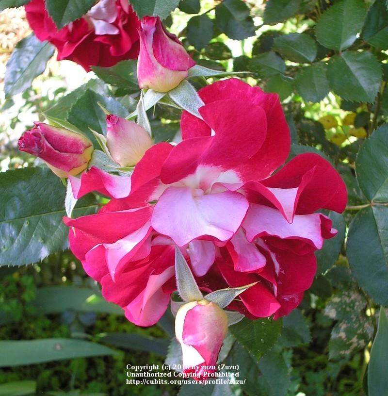 Photo of the bloom of Rose (Rosa 'Topsy Turvy') posted by zuzu - Garden.org