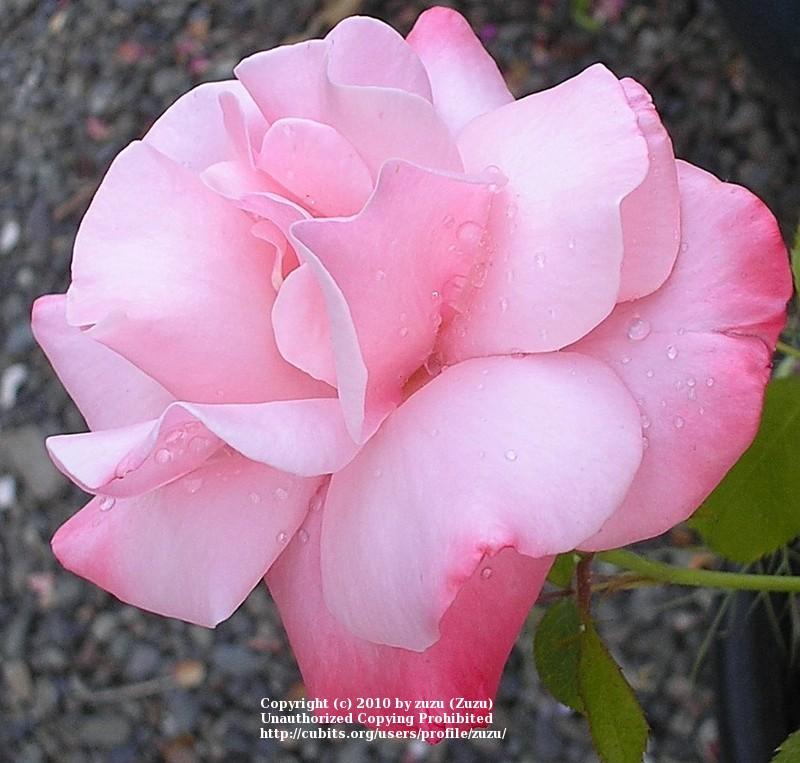 Rose (Rosa 'Tiki') in the Roses Database - Garden.org