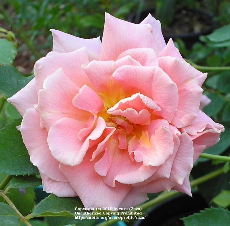 Rose (Rosa 'Tip Toes') in the Roses Database - Garden.org