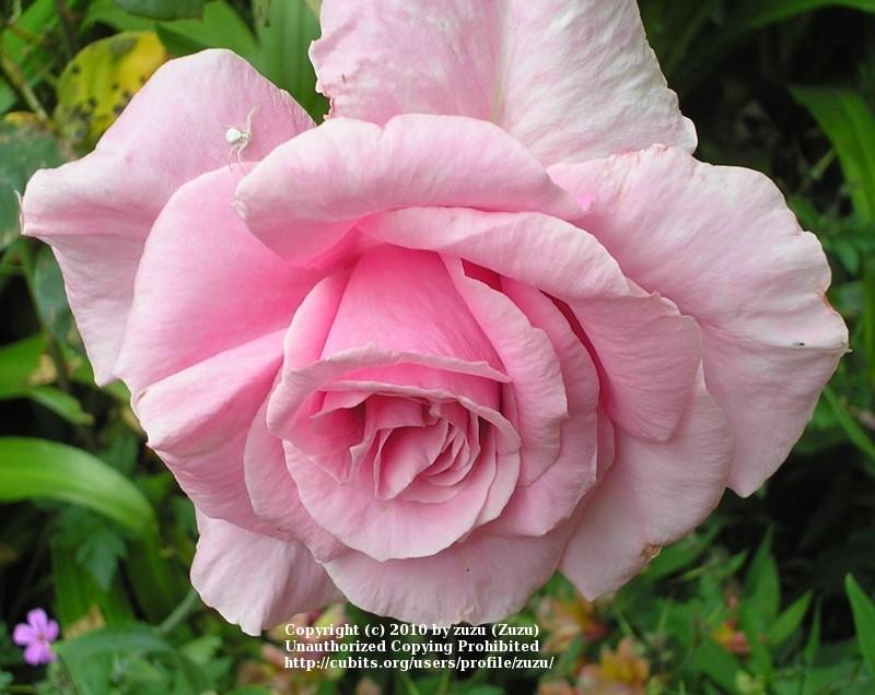 Rose (Rosa 'Unforgettable') in the Roses Database - Garden.org