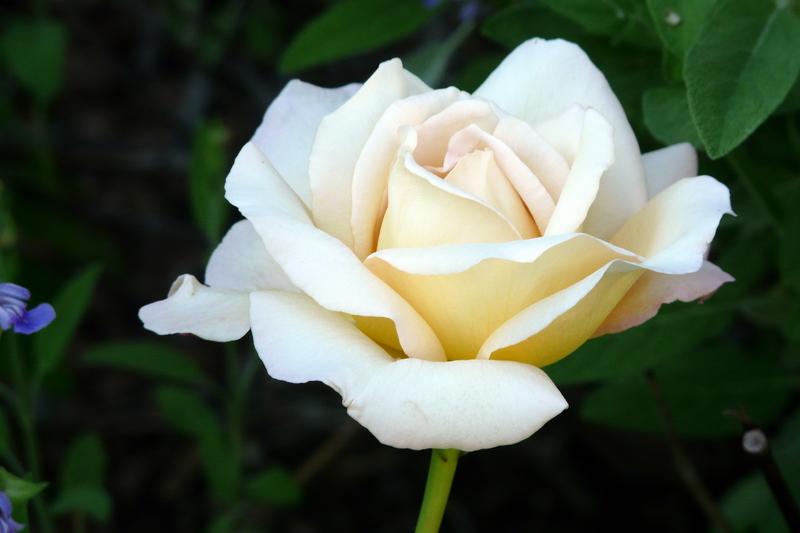 Rose (Rosa 'R.K. Witherspoon') in the Roses Database - Garden.org