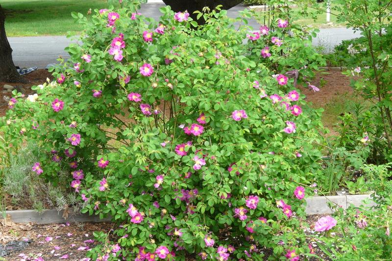 Photo of the entire plant of Rose (Rosa 'Scabrosa') posted by kassiap ...