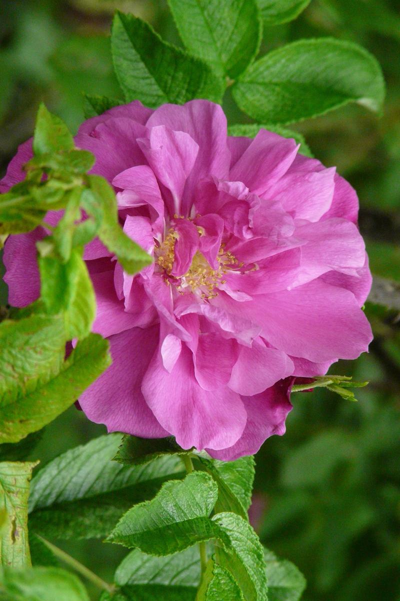 Photo of the bloom of Rose (Rosa rugosa 'Hansa') posted by kassiap ...