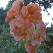 Rose (Rosa 'Westerland') in the Roses Database - Garden.org