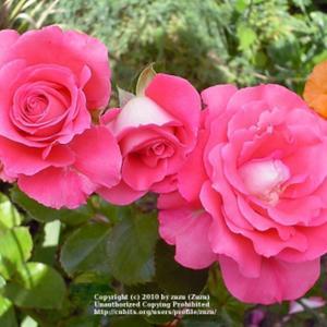 Rose (Rosa 'Waiheke') in the Roses Database - Garden.org