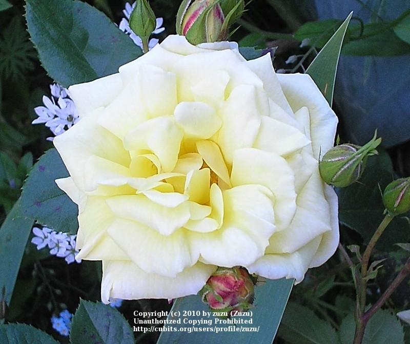 Rose (Rosa 'Yellow Pinocchio') in the Roses Database - Garden.org