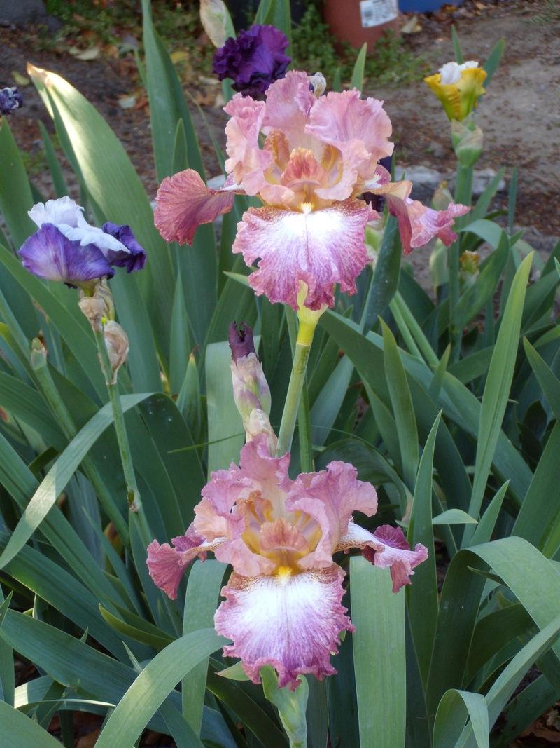 Photo of the bloom of Tall Bearded Iris (Iris 'Candy Club') posted by ...