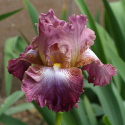 Photo of the bloom of Tall Bearded Iris (Iris 'Candy Club') posted by ...