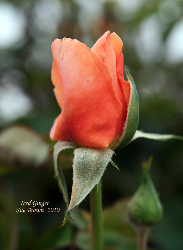 Photo of the closeup of buds, sepals and receptacles of Rose (Rosa 'Iced Ginger') posted by ...