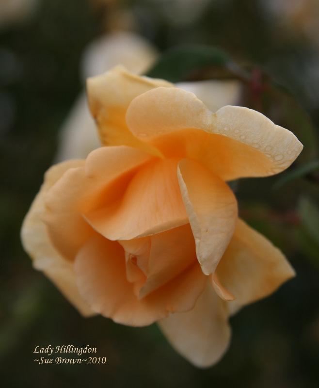 Photo of the bloom of Tea Rose (Rosa 'Lady Hillingdon') posted by Calif ...