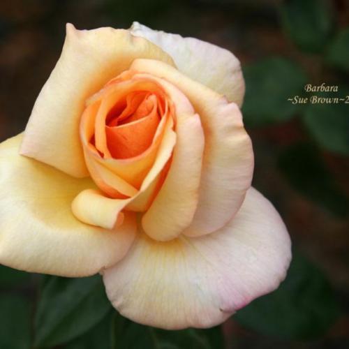 Rose (Rosa 'Barbara') in the Roses Database - Garden.org