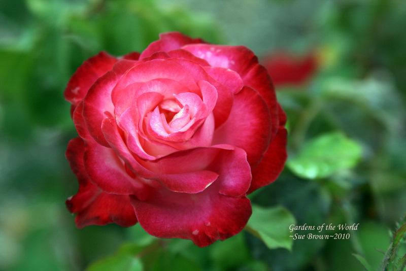 Rose (Rosa 'Gardens of the World') in the Roses Database - Garden.org