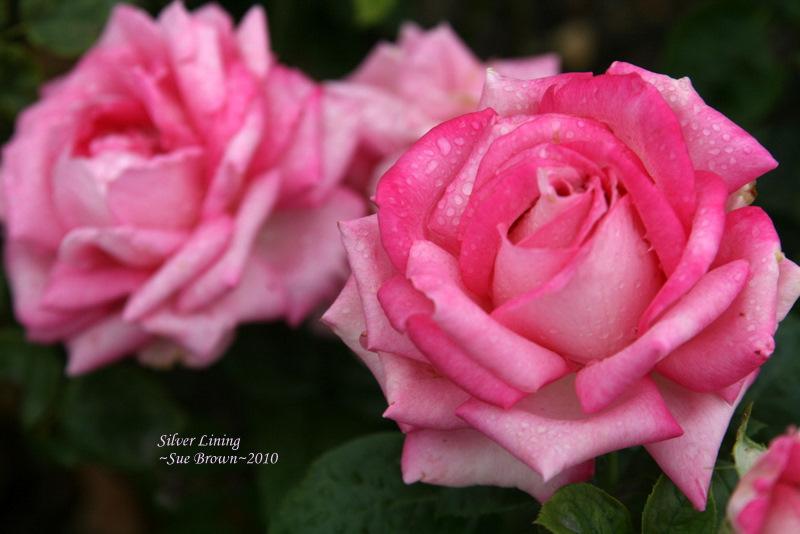 Photo of the bloom of Rose (Rosa 'Silver Lining') posted by Calif_Sue ...