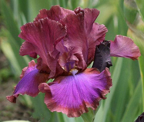 Tall Bearded Iris (Iris 'Bronze Peacock') in the Irises Database ...