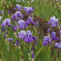Photo of the bloom of Tall Bearded Iris (Iris 'Loopty Loo') posted by ...
