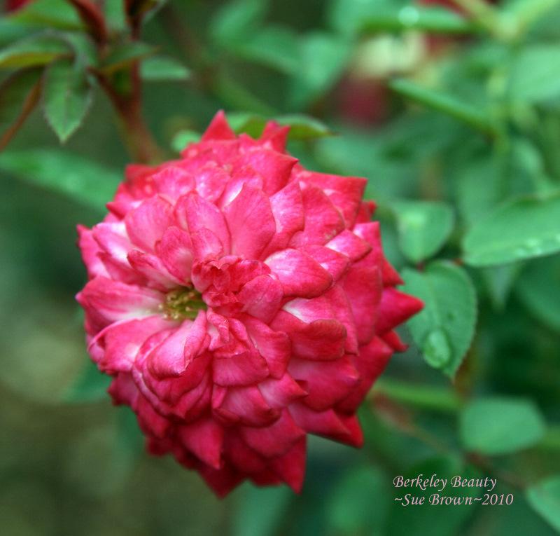 Rose (Rosa 'Berkeley Beauty') in the Roses Database - Garden.org
